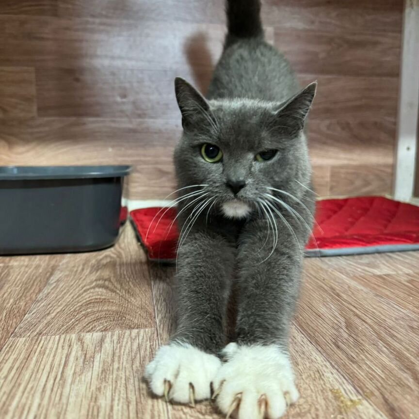 Домашняя кошка Мурочка без дома