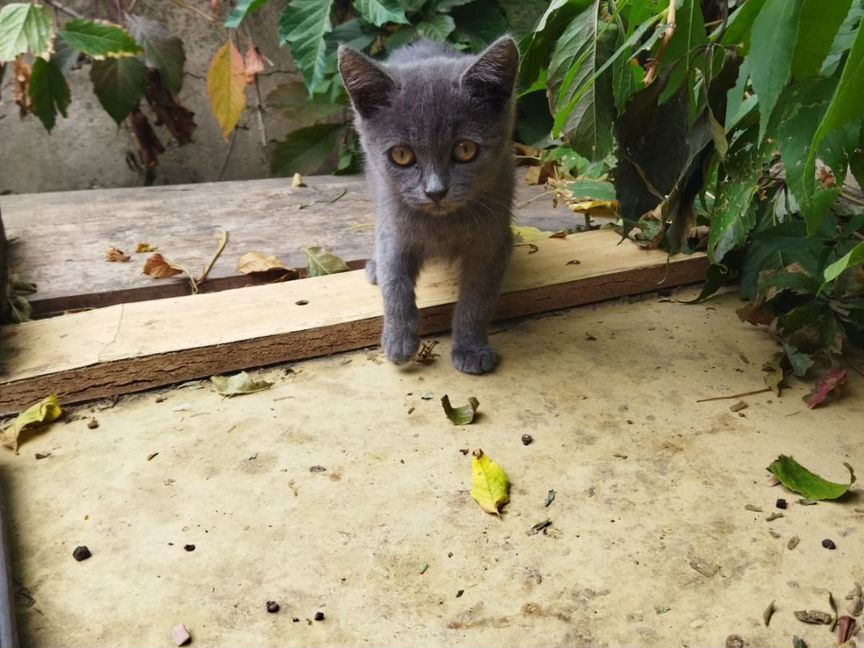 Русская голубая