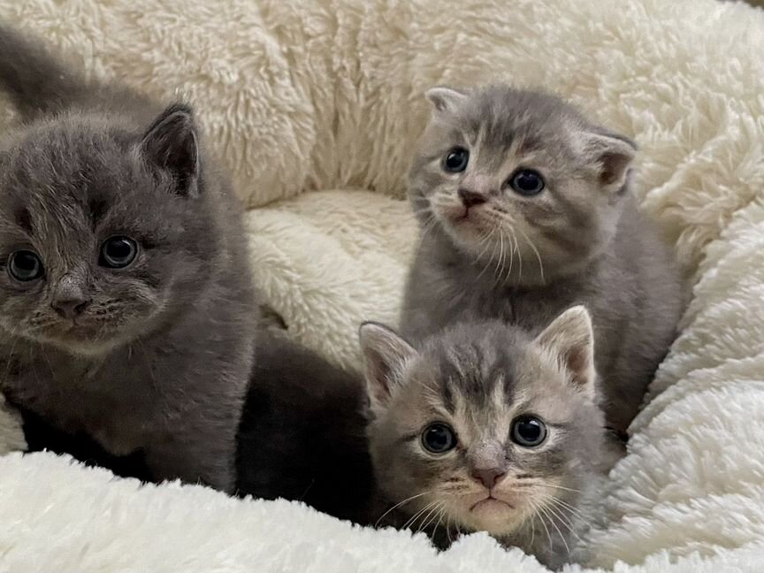 Предзаказ котят от шотландской вислоухой кошки