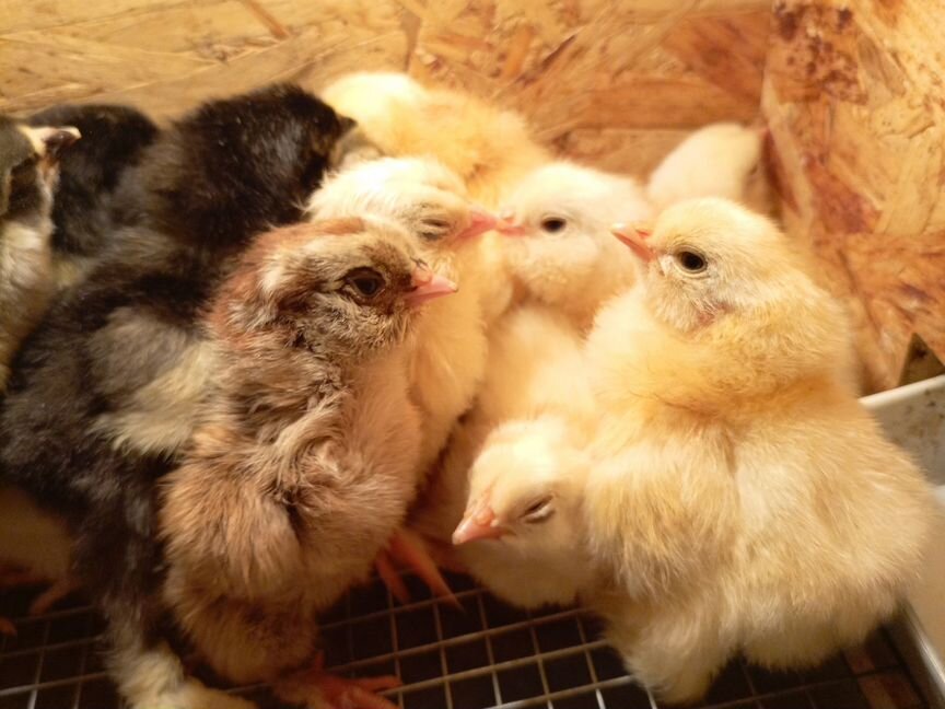 Цыплята фавероль лососевая