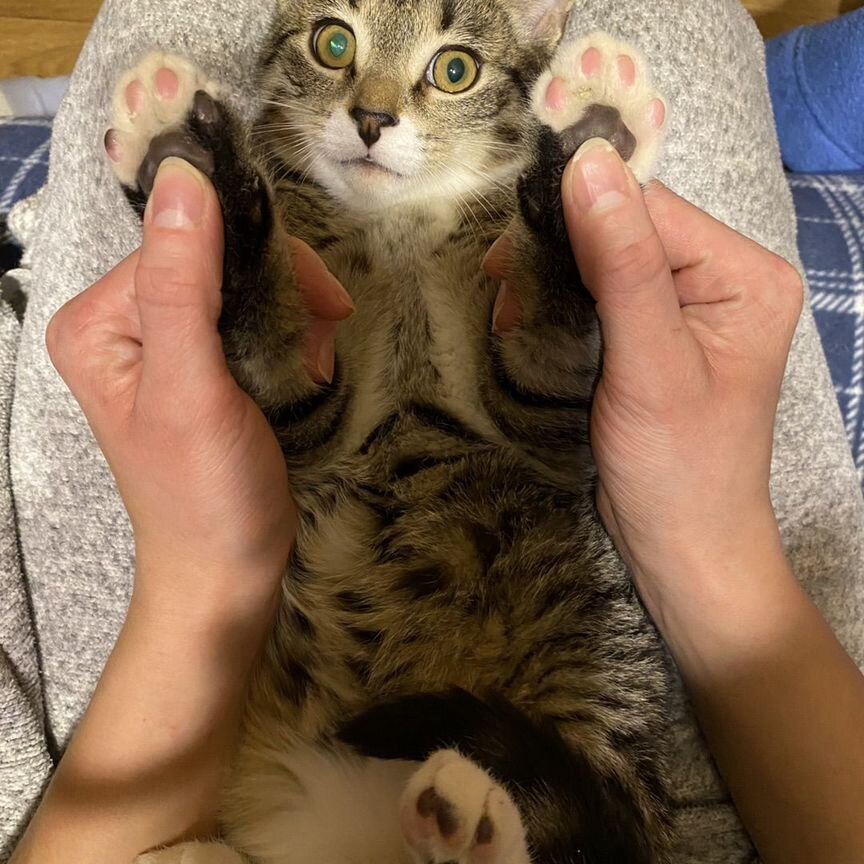 Котёнок в добрые руки