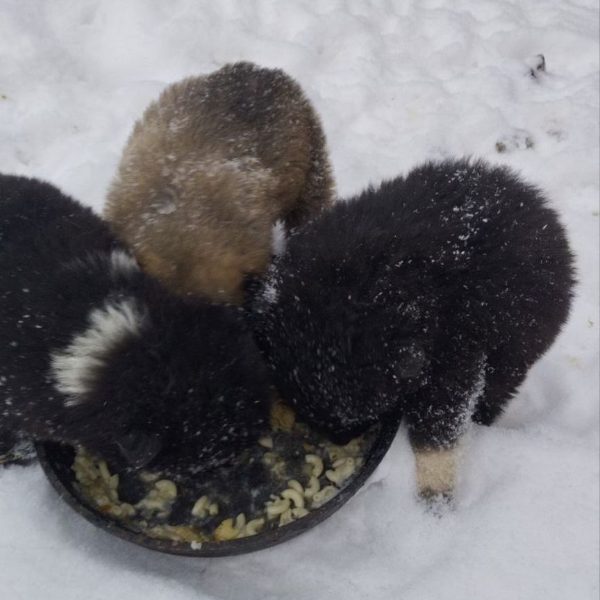 Щенок в добрые руки