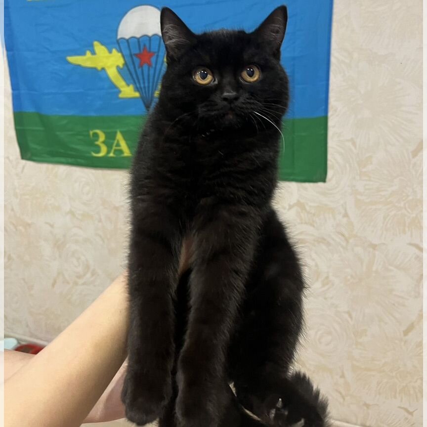 Британские котята