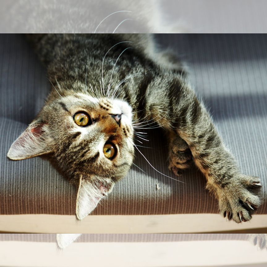 Котенок ищет дом