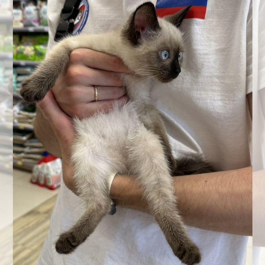 Продам сиамскую кошку
