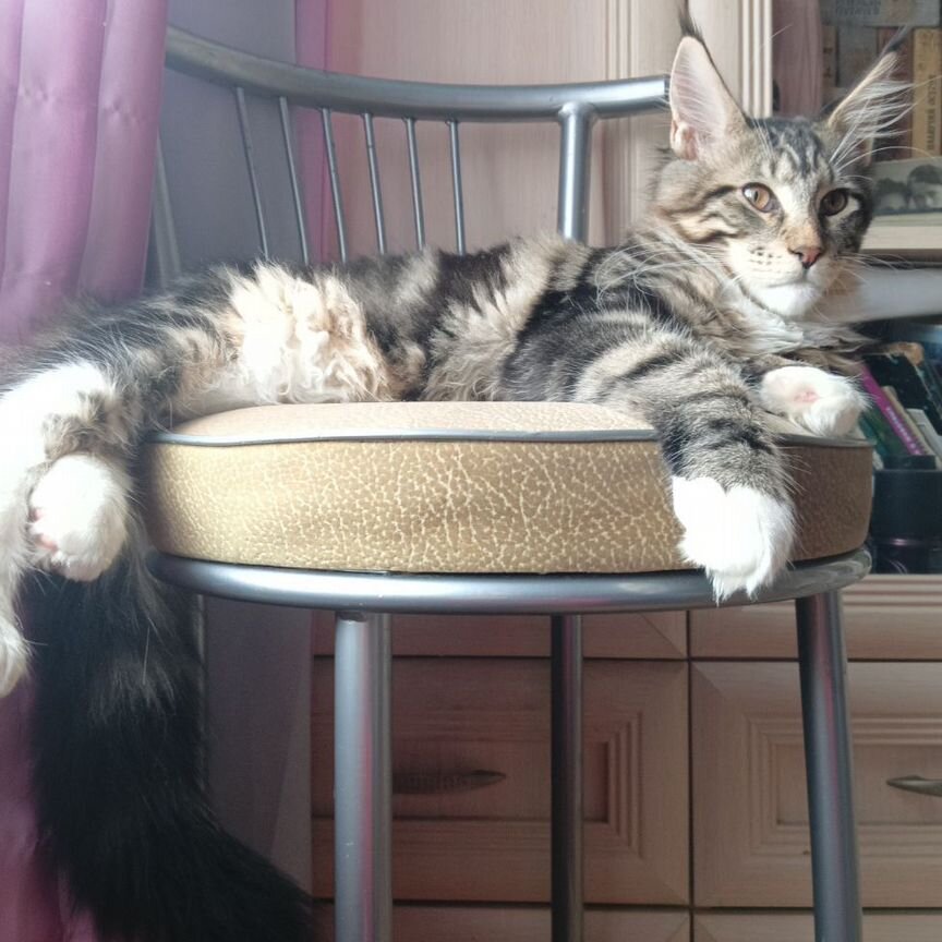 Мейн-кун котёнок