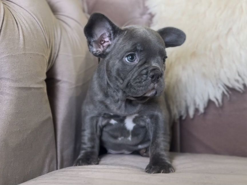 Щенки Французского бульдога