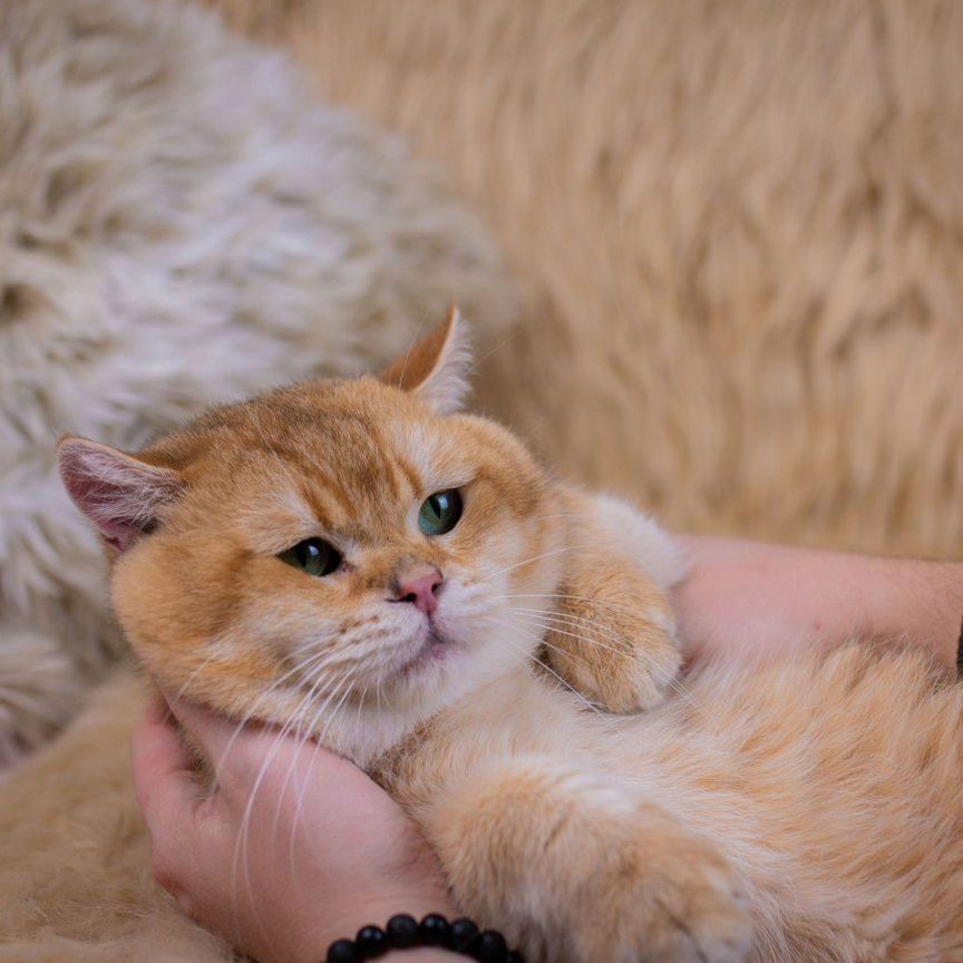 Британский котик золотая шиншилла мальчик