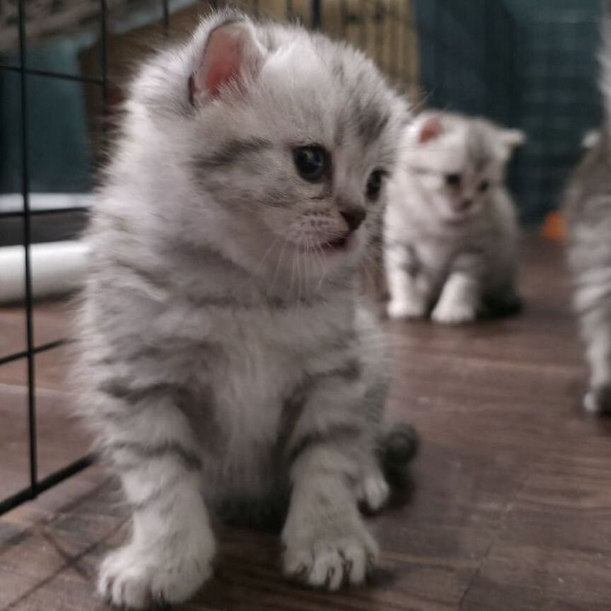 Шотландский прямоухий короткошёрстный котёнок