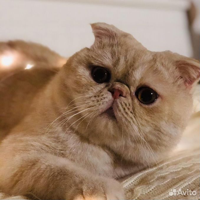 Британский кот экзот в добрые руки