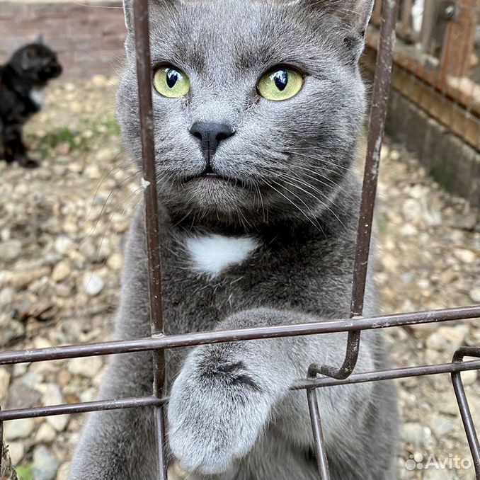 Шотландская кошка Шеба