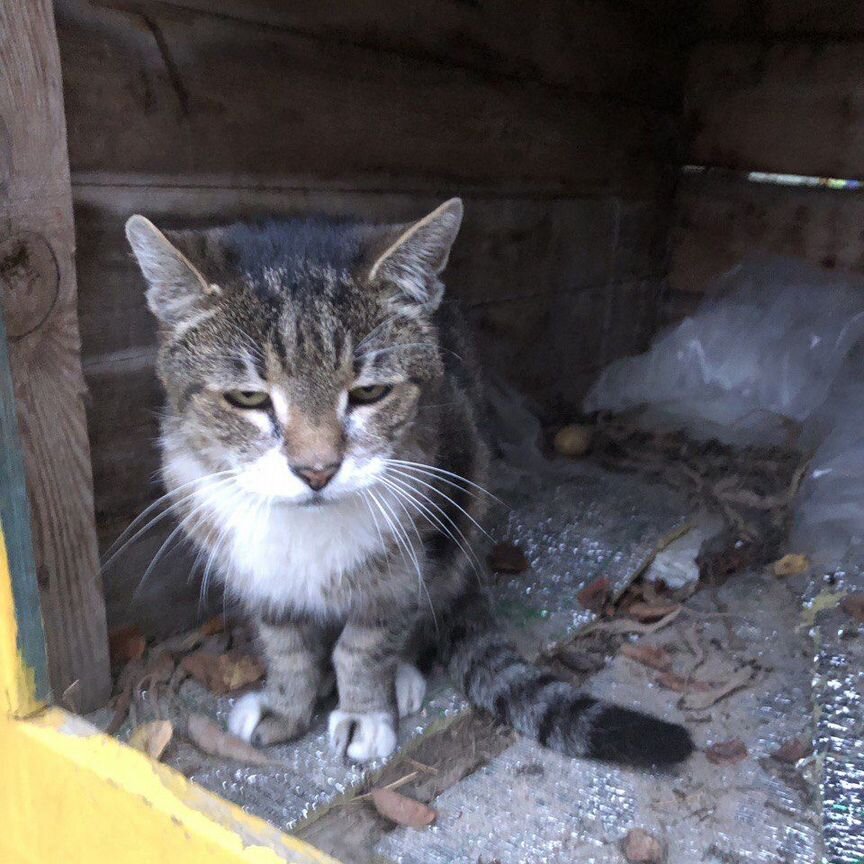 Кот в добрые руки бесплатно