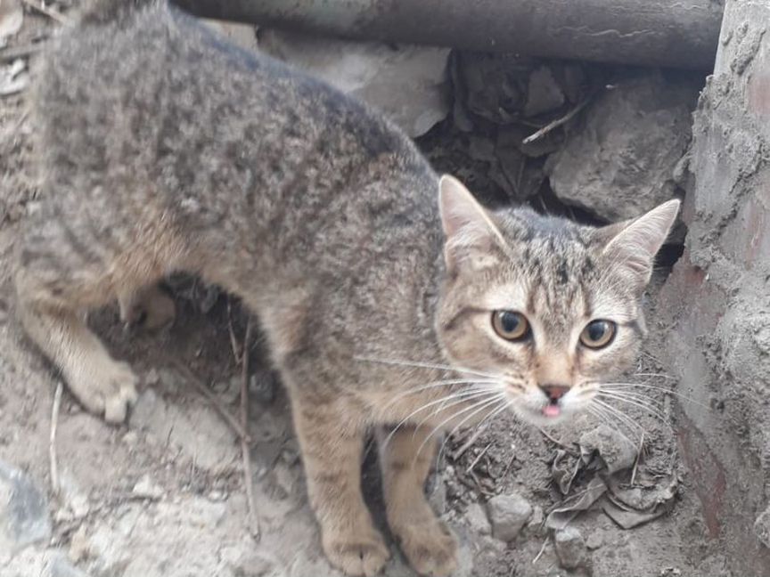 Котенок подросток выкинули бегает за всем плачет