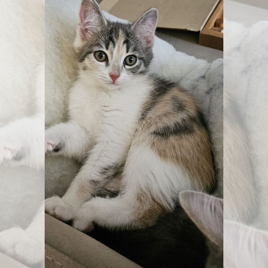 Отдам котенка девочку