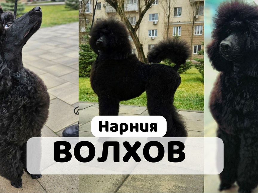Большой Королевский пудель Волхов