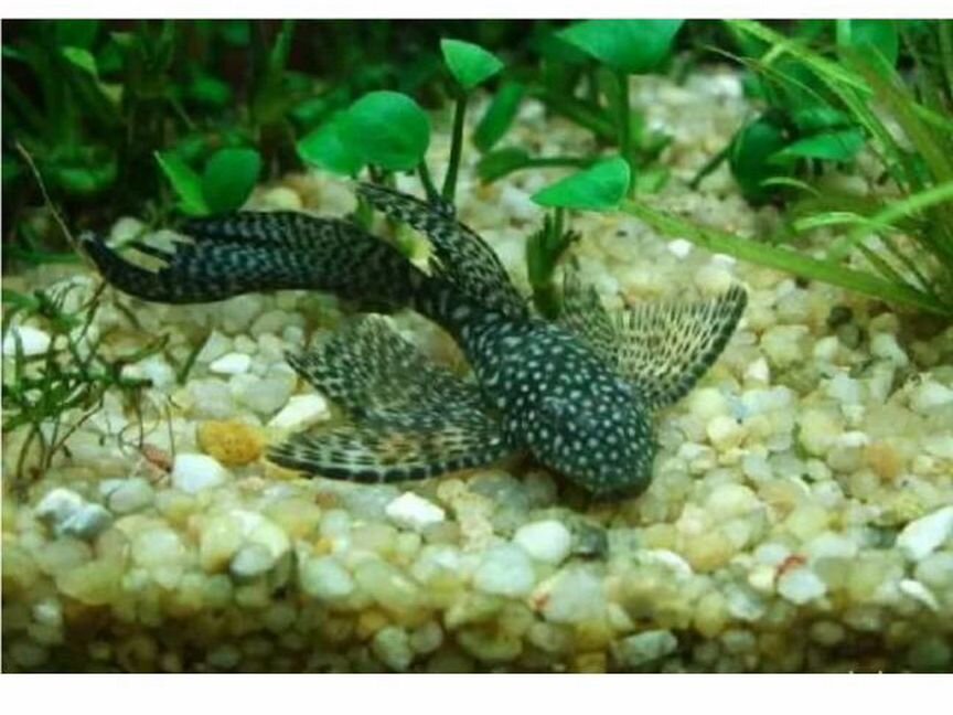 Анциструс,сом,сомик