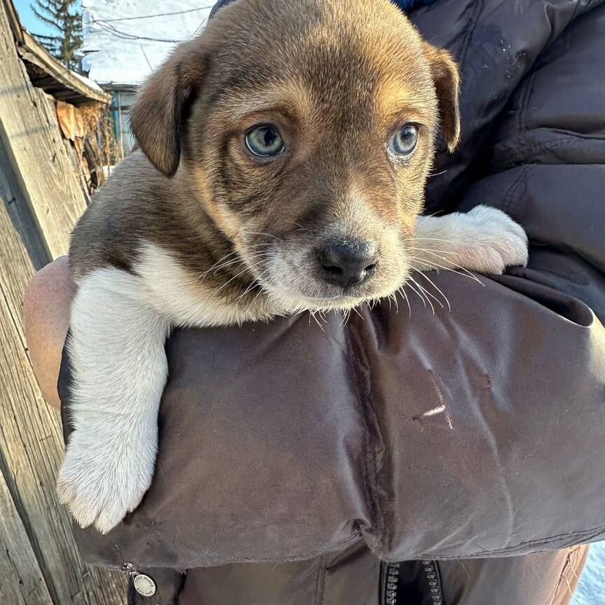 Щенок в добрые руки