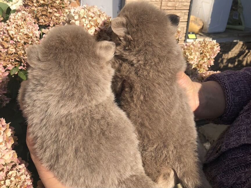 Щенки щпиц померанский