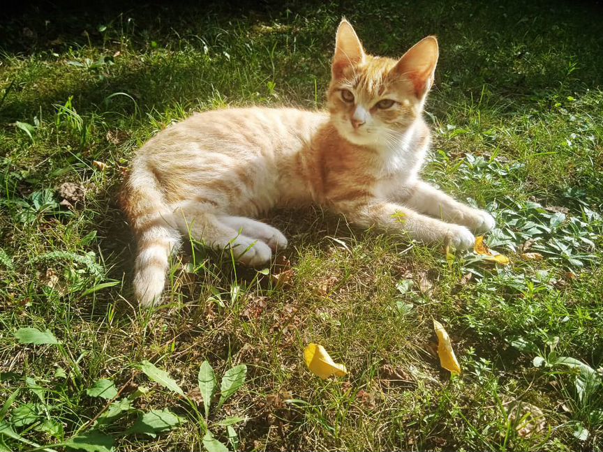 Отдам котёнка в хорошие руки