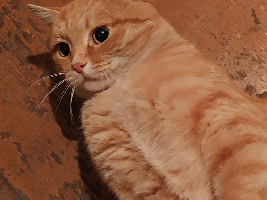 Кот Вася - мышелов