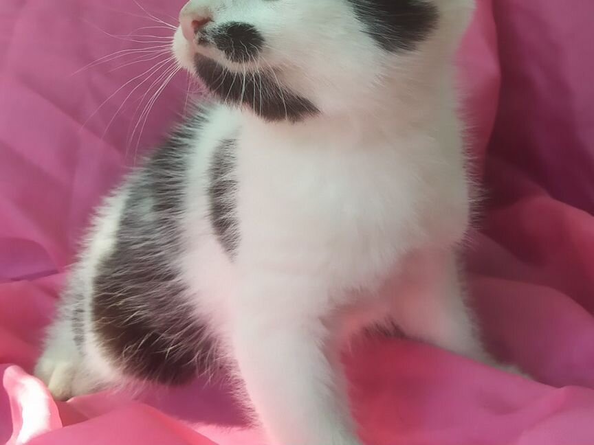 Милые активные котята 5,5 мес