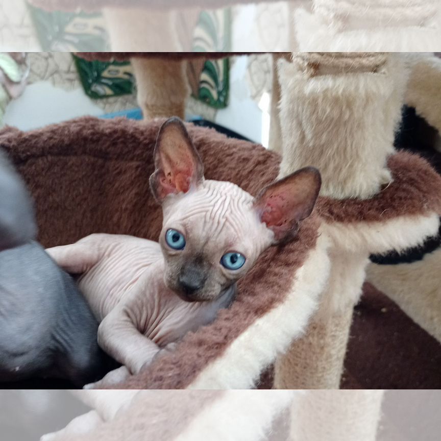 Канадский сфинкс котенок