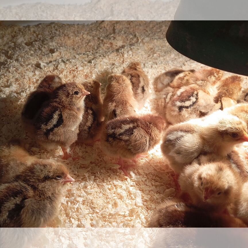 Цыплята Кучинские юбилейные