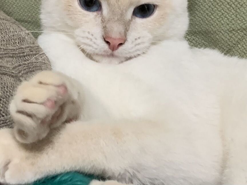 Кот в добрые руки