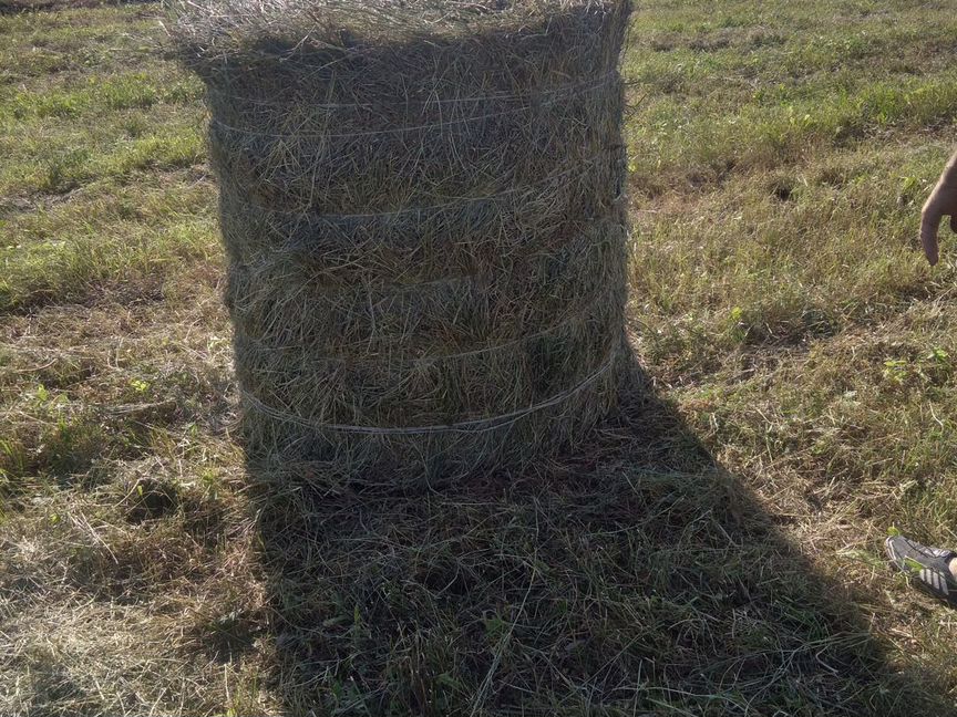 Сено рулоны козлятник с люцерной 120-150кг