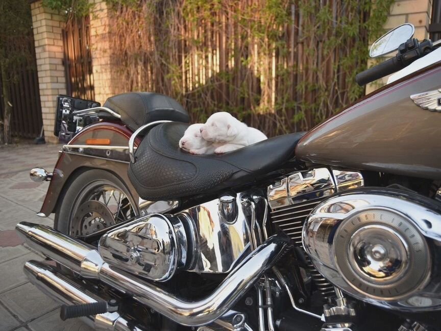 Аргентинский дог щенки