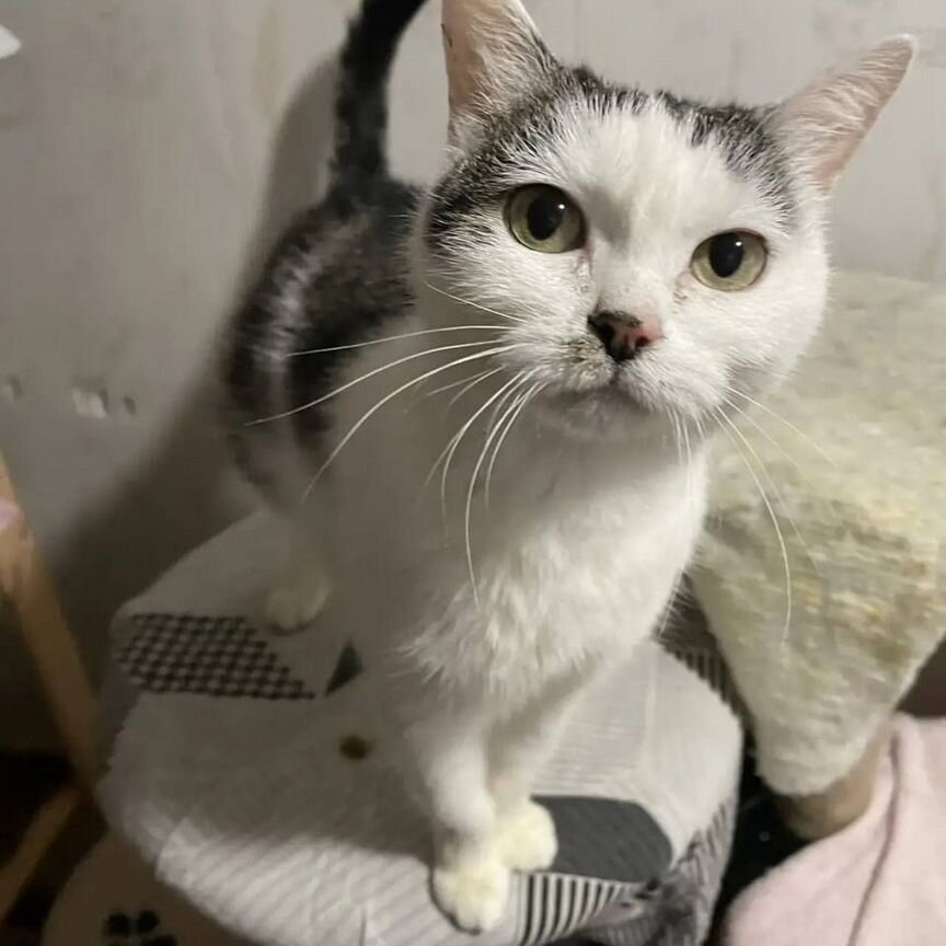 Взрослая кошка в добрые руки