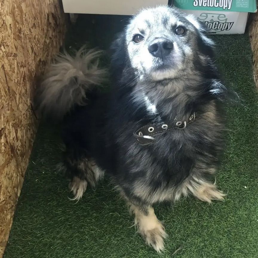 Взрослый пёс в добрые руки