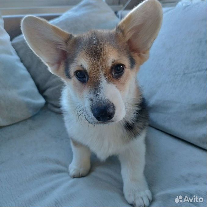 Чудесный мальчуган коржик