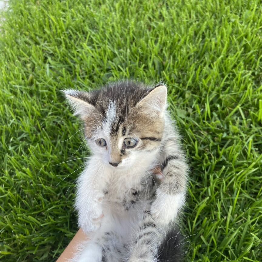 Котенок