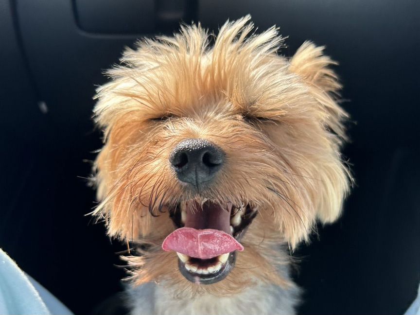 Йоркширский терьер