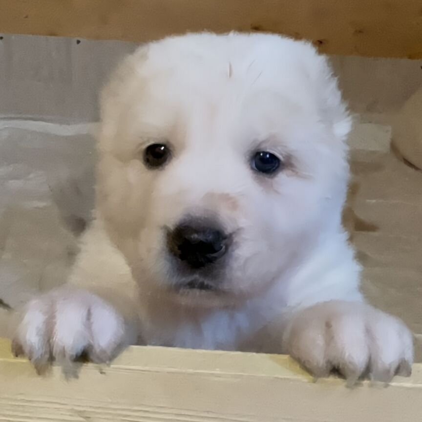 Среднеазиатская овчарка, щенок