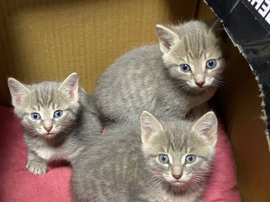 Котята