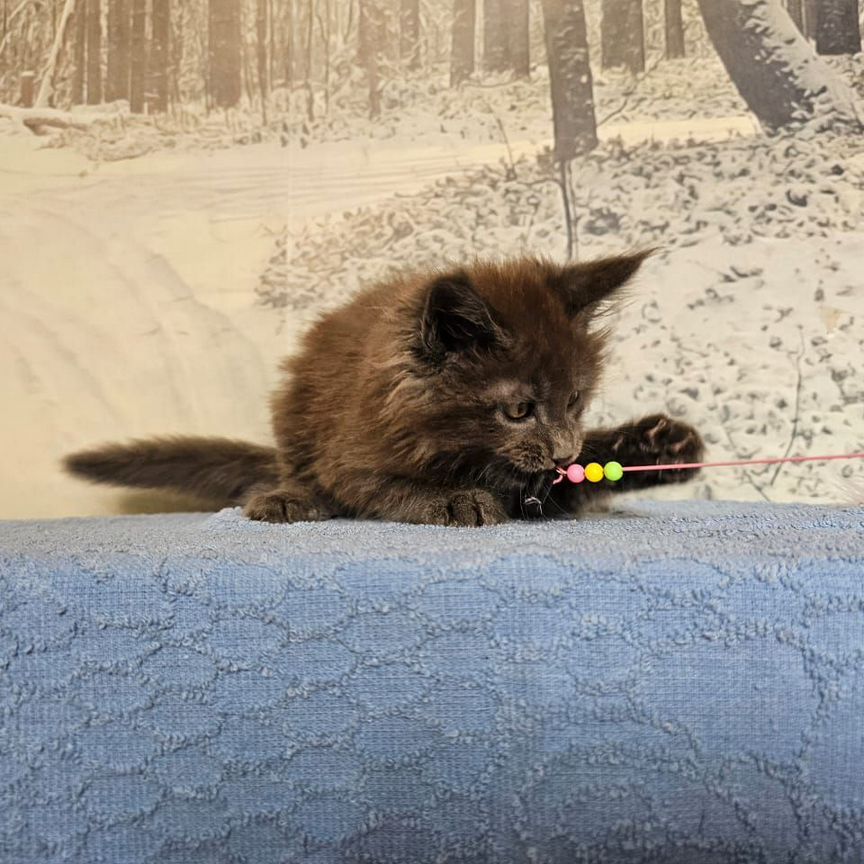 Котик голубой солид