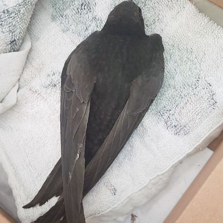 Стриж птица