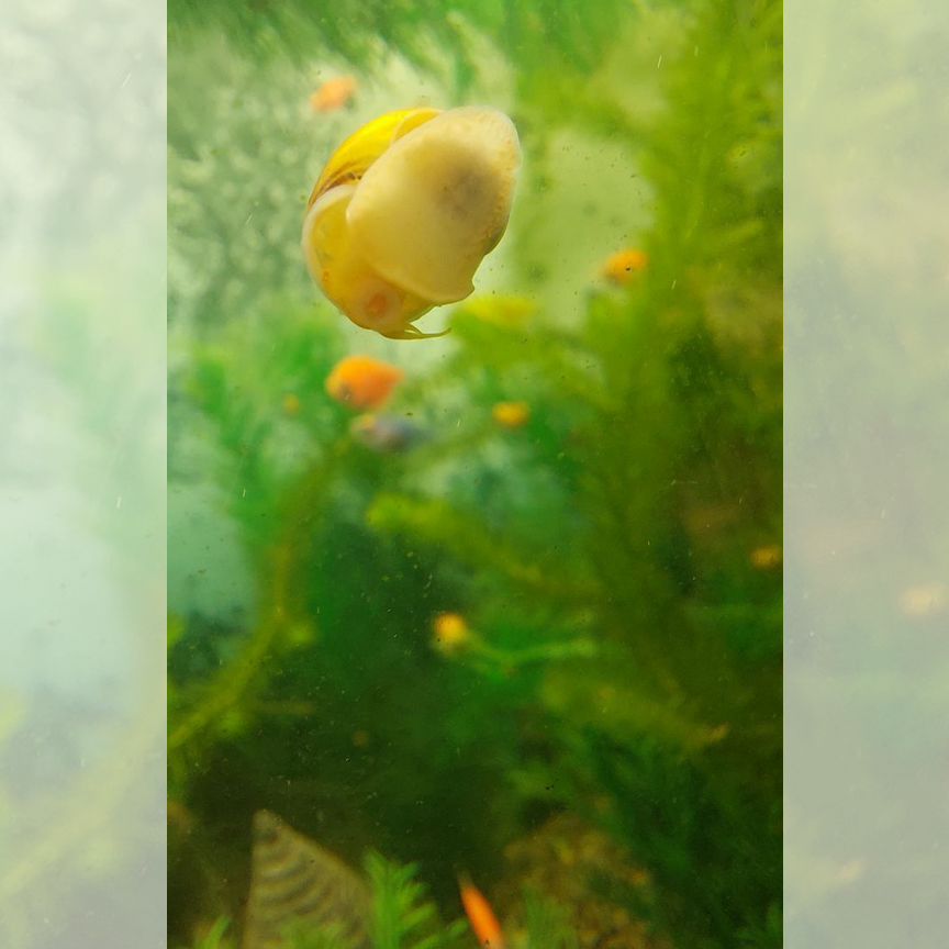 Улитки аквариумные