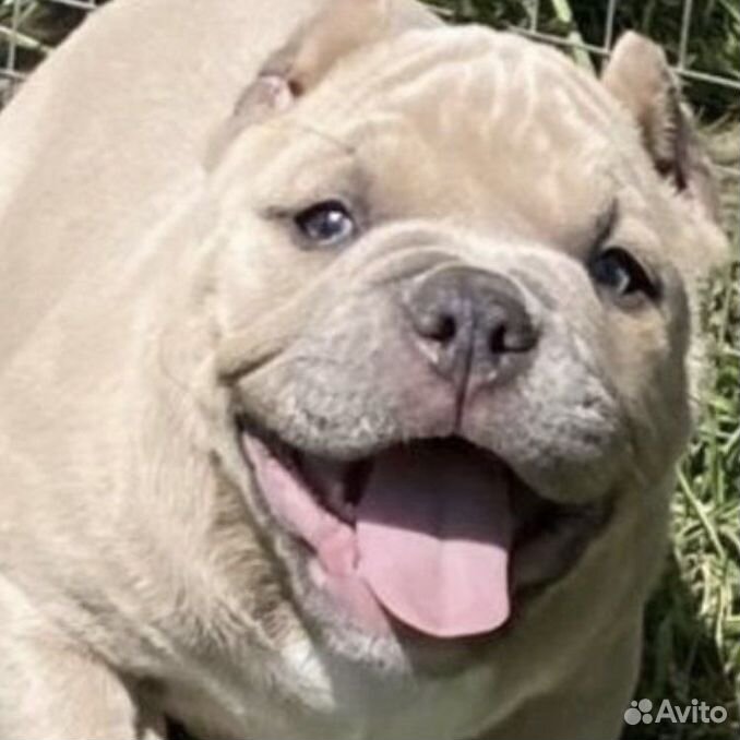 Детки Американского булли покет