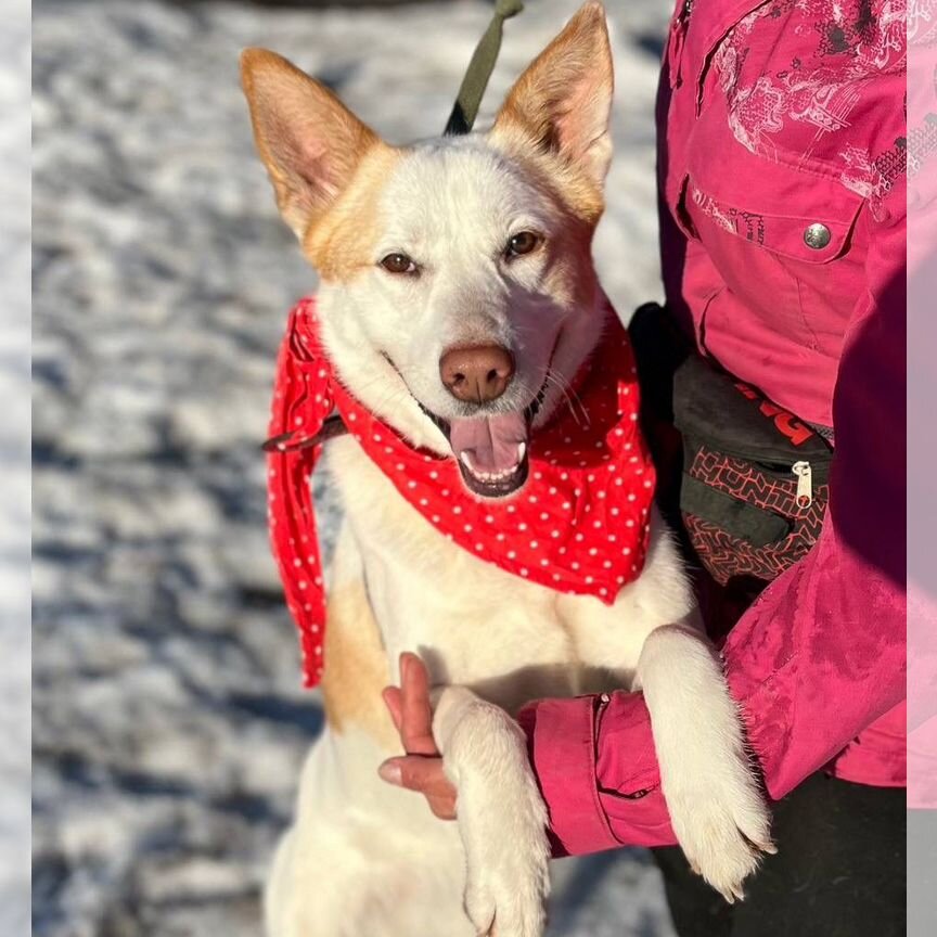 Взрослая собака в добрые руки