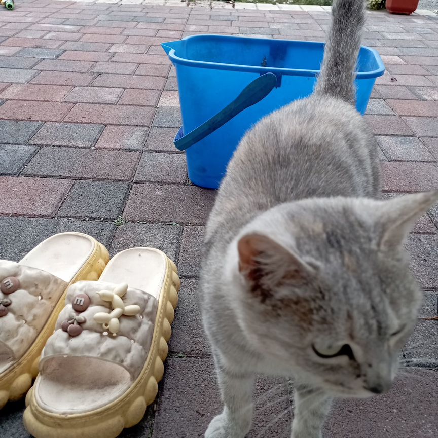 Кошечка в хорошие руки