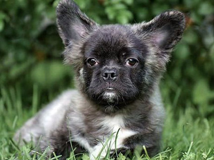 Французский бульдог, флаффи