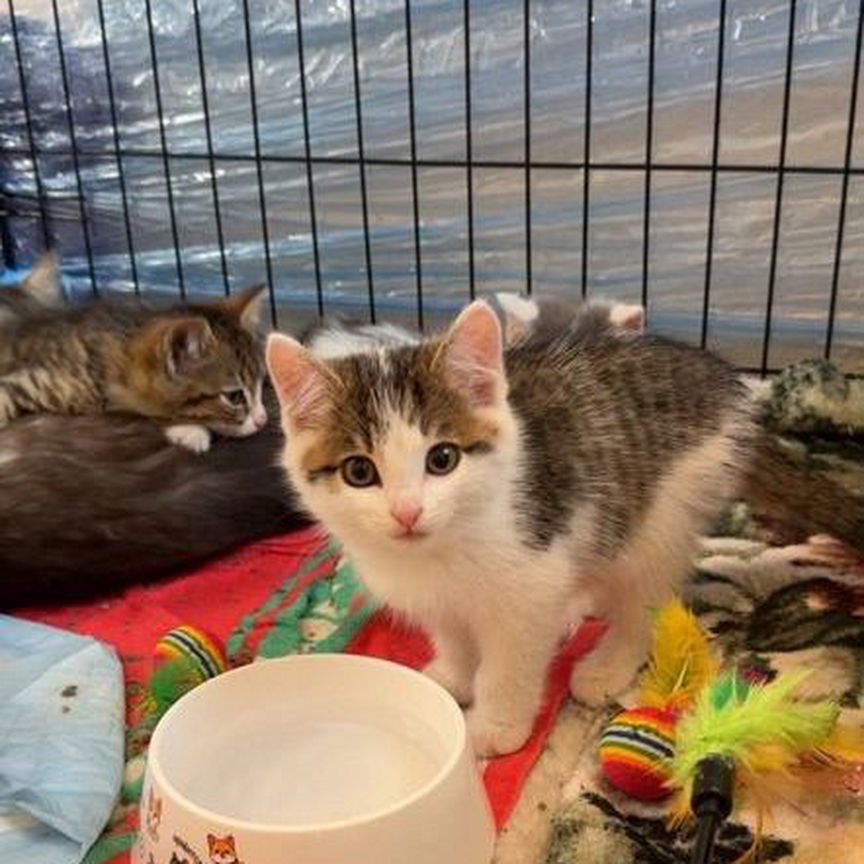 Котенок антистресс ищет семью