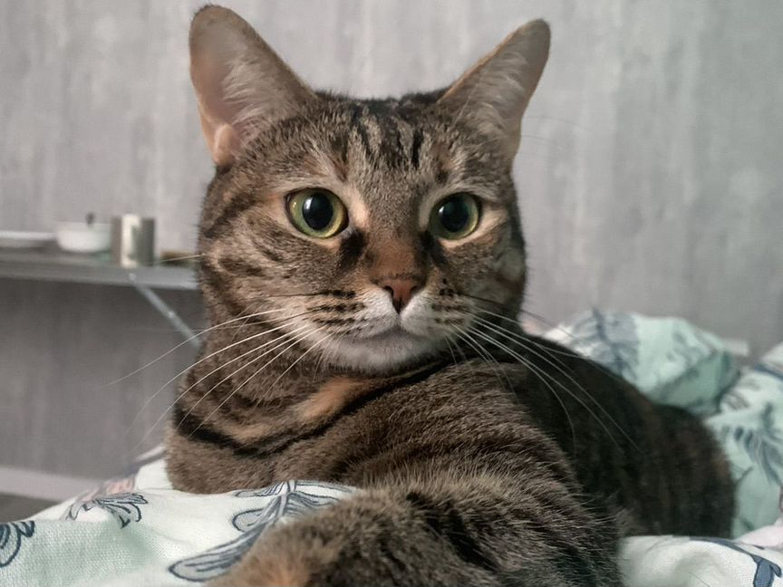 Кошки