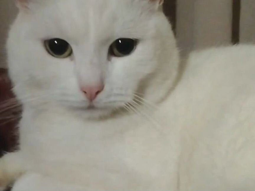 Кот на счастье