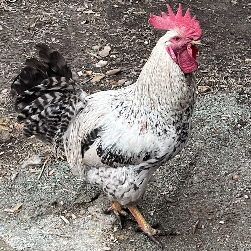 Продам домашнего молодого петуха