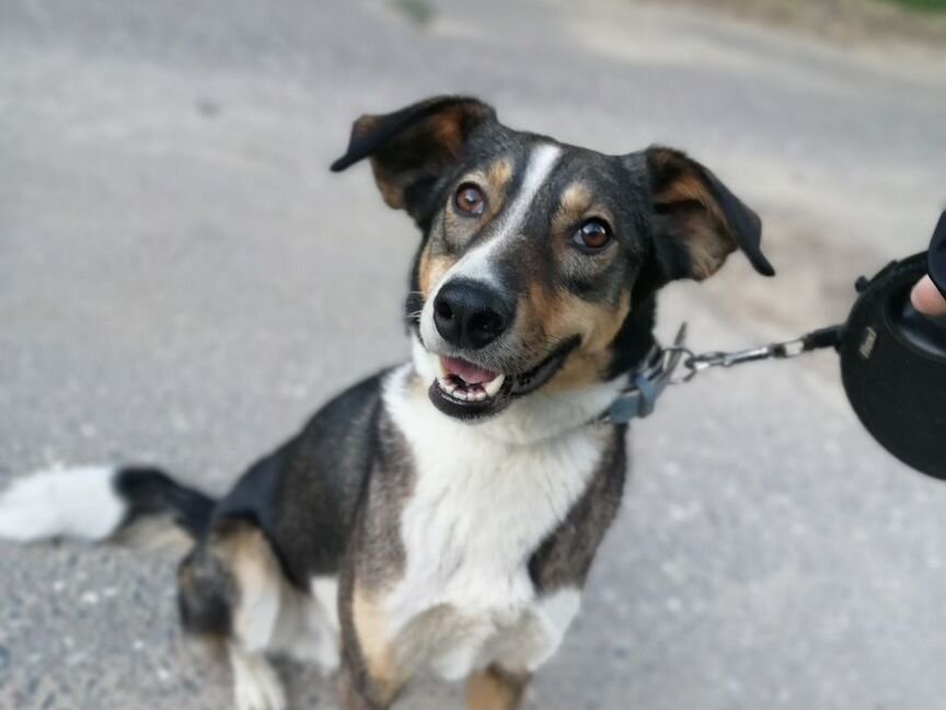 Весёлый пёс в поисках счастья