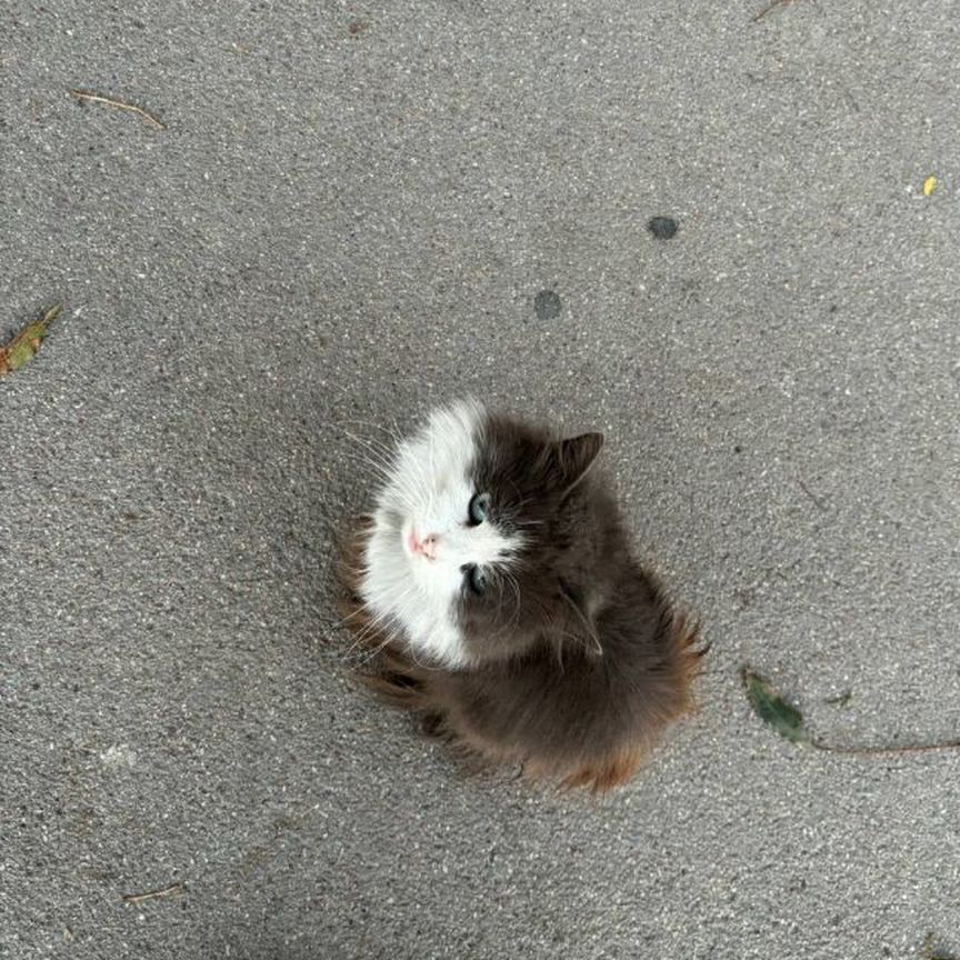 Пропадает котик на улице